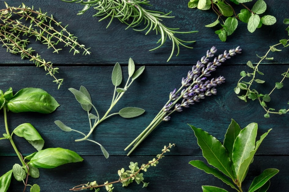 Discover 14 Powerful Herbs Like Moringa, Basil, Rosemary, and ...